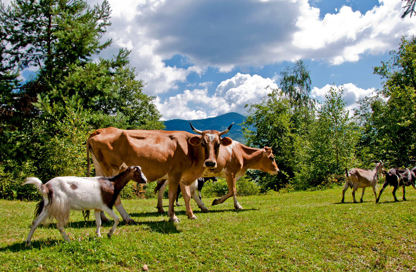 Luz Farms, LLC | Animal Snuggle Sessions & Farm Products in Monee