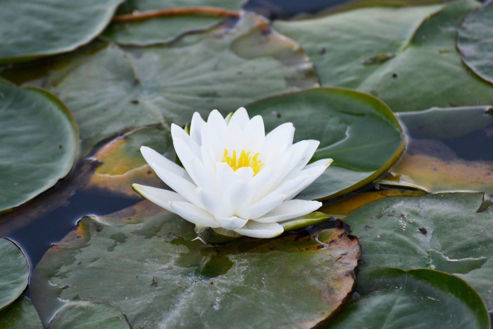 Getting Rid of Aches and Pains - Crystal Ibis | Licensed Massage ...