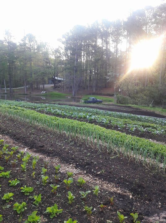 CSA Half Share for Summer Season, every 2 weeks, 6 pickups - Full or ...