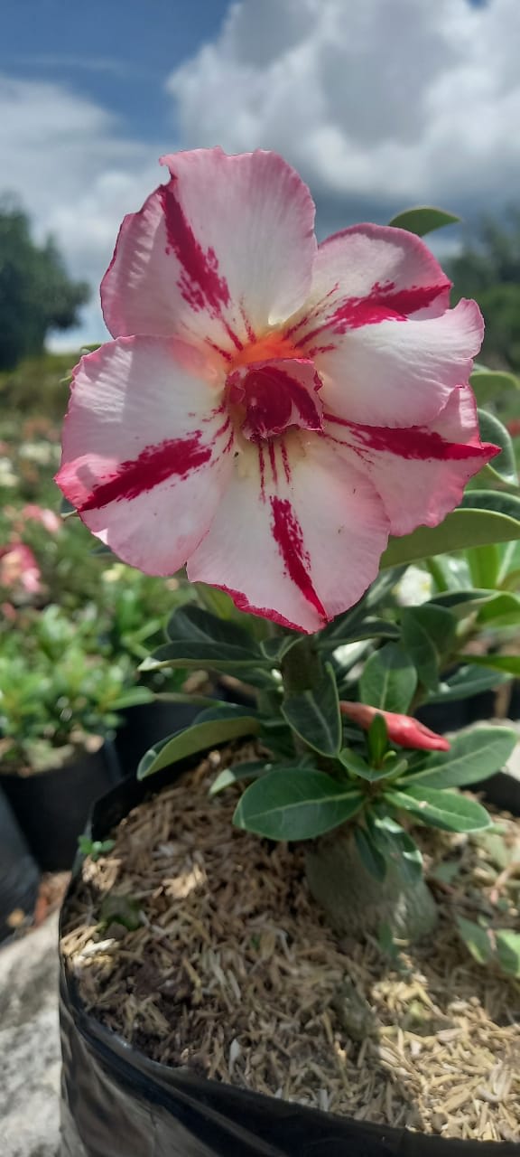 Planta De Flor Del Desierto Flor Del Desierto Plantas De Flor