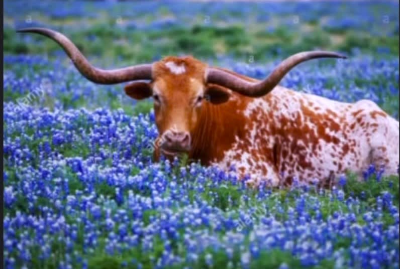 Bluebonnet CoffeeBar | Best Coffee & Sandwiches in Three Rivers