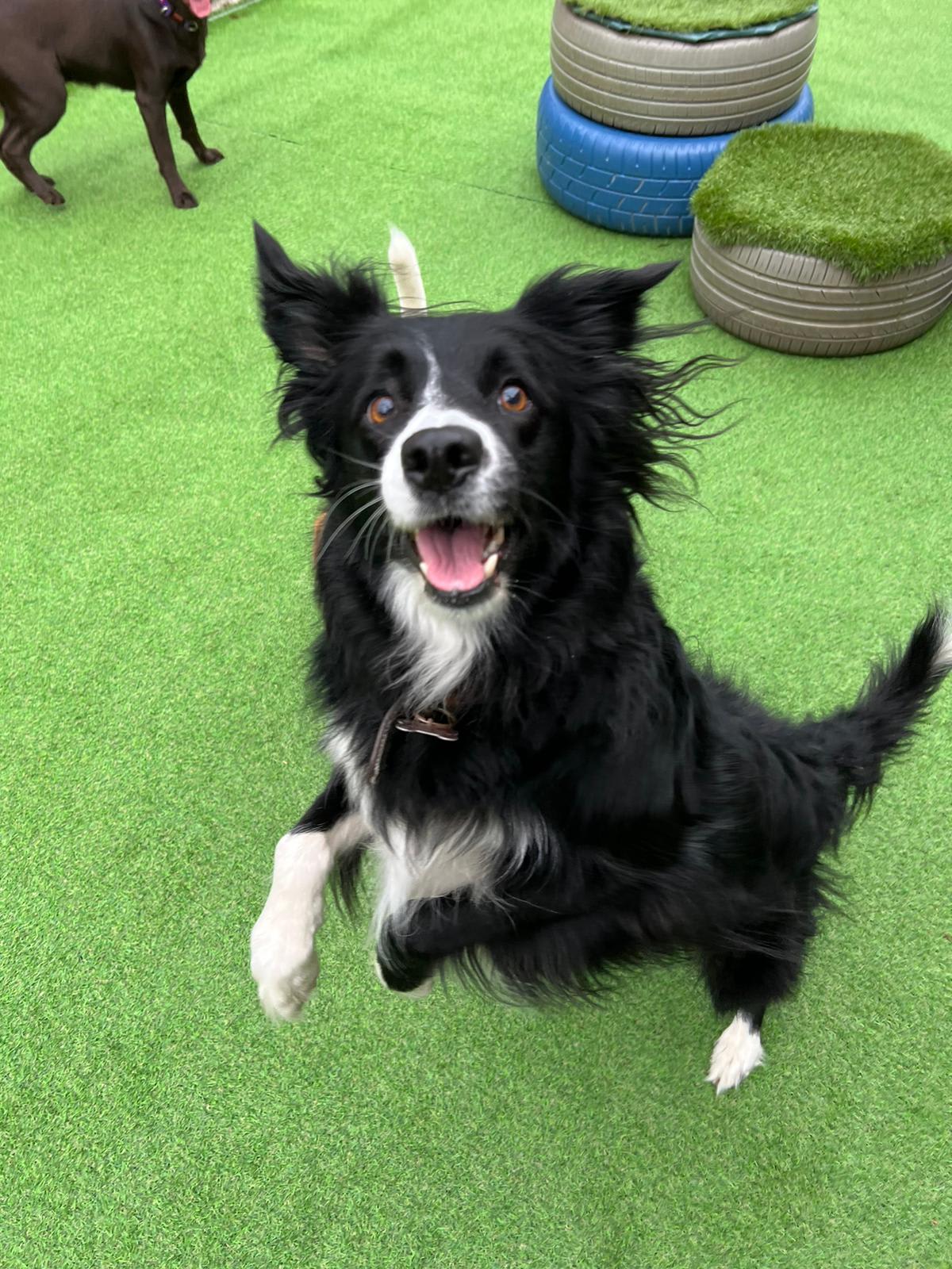 Full Day of Care - Dog Day Care - Paws and Pals LTD | Pet Services in ...