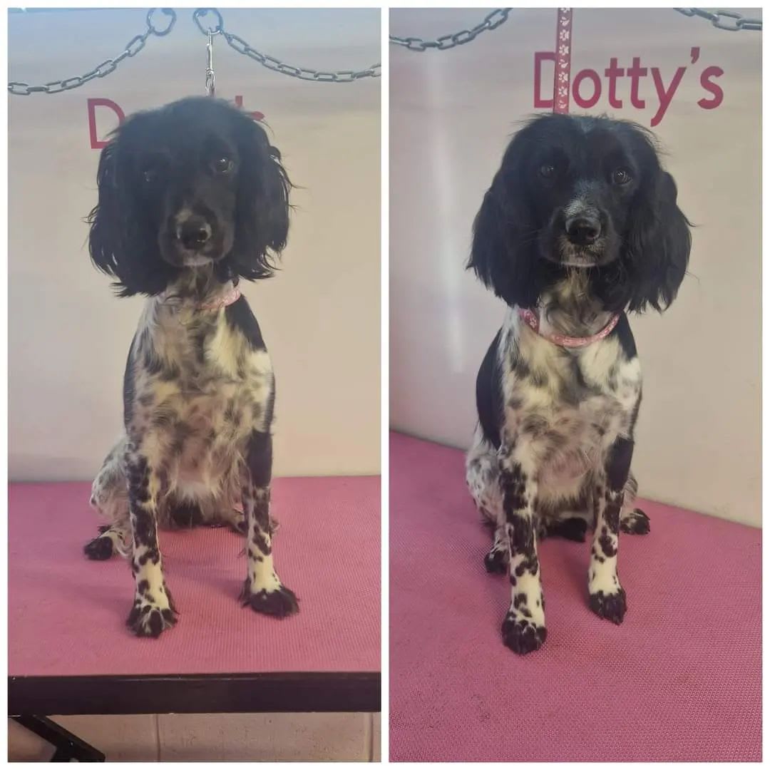 Dog Grooming - Dog Care - Dotty's Parlour - Dog Grooming Services in ...