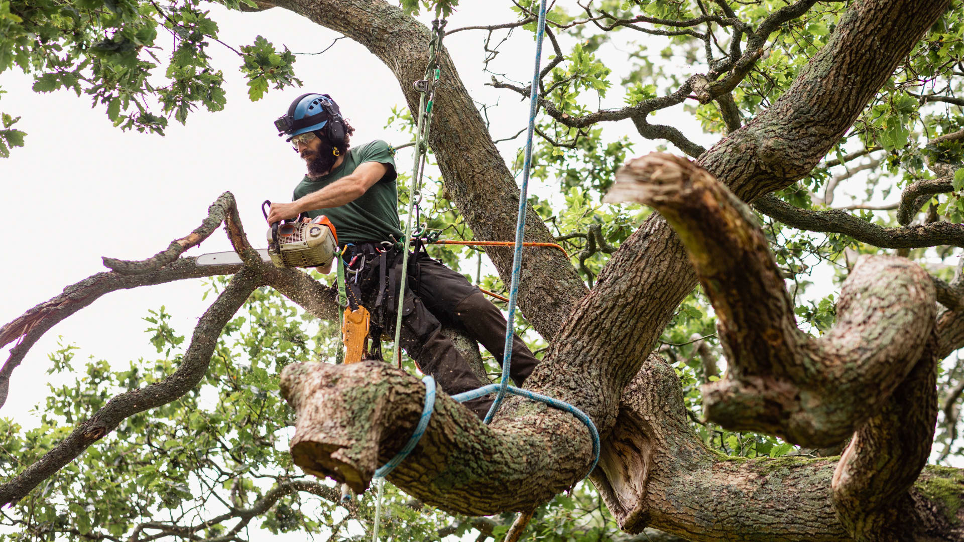 Camarillo Green Tree Service | Camarillo Tree Service