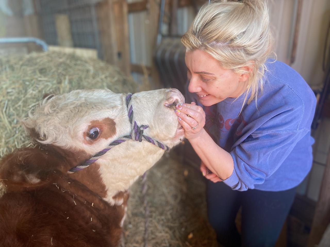 Cow Cuddling - Farm Experience - Luz Farms, LLC | Animal Snuggle ...