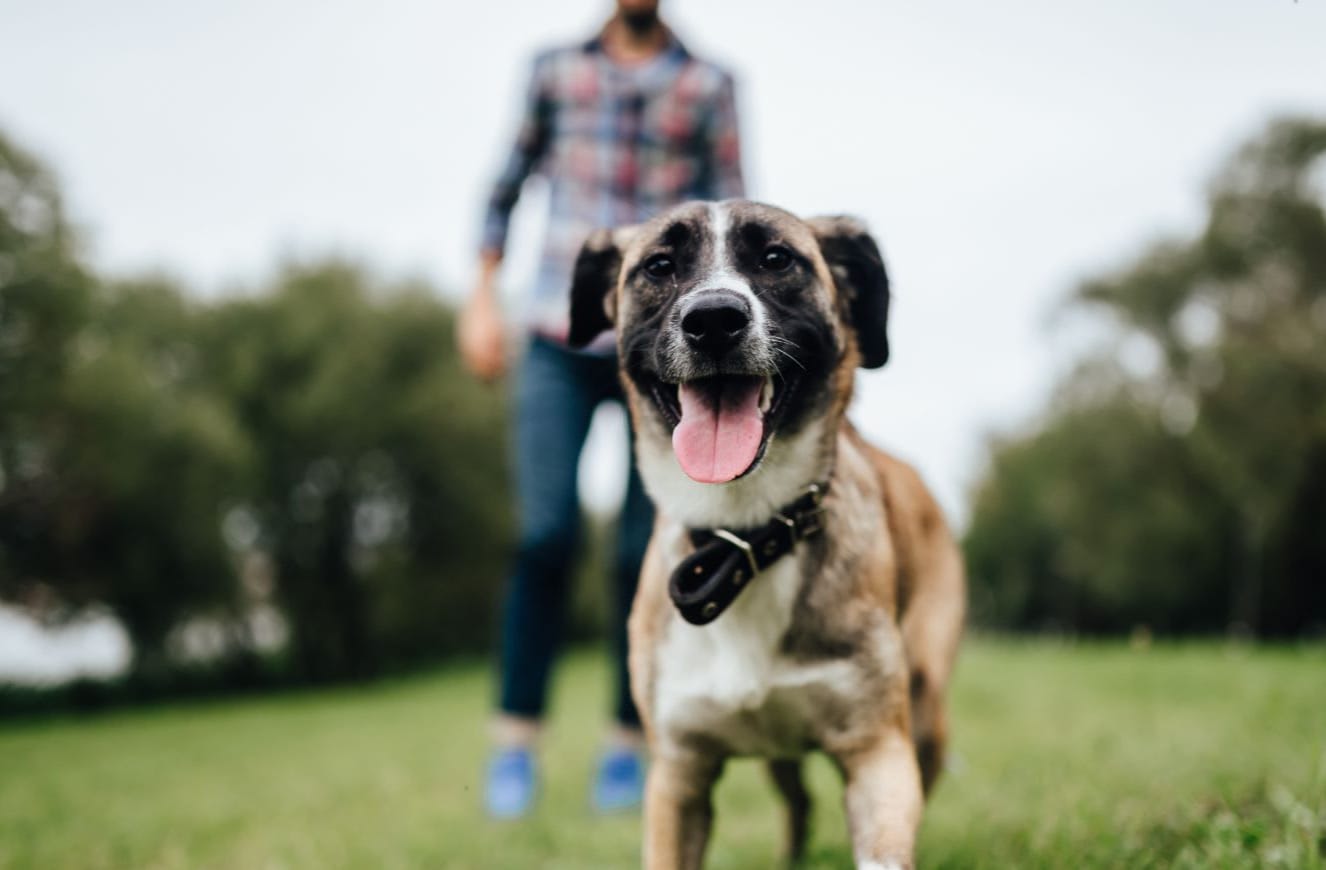 A&G Dog Training | Dog Training and Obedience | Hudson