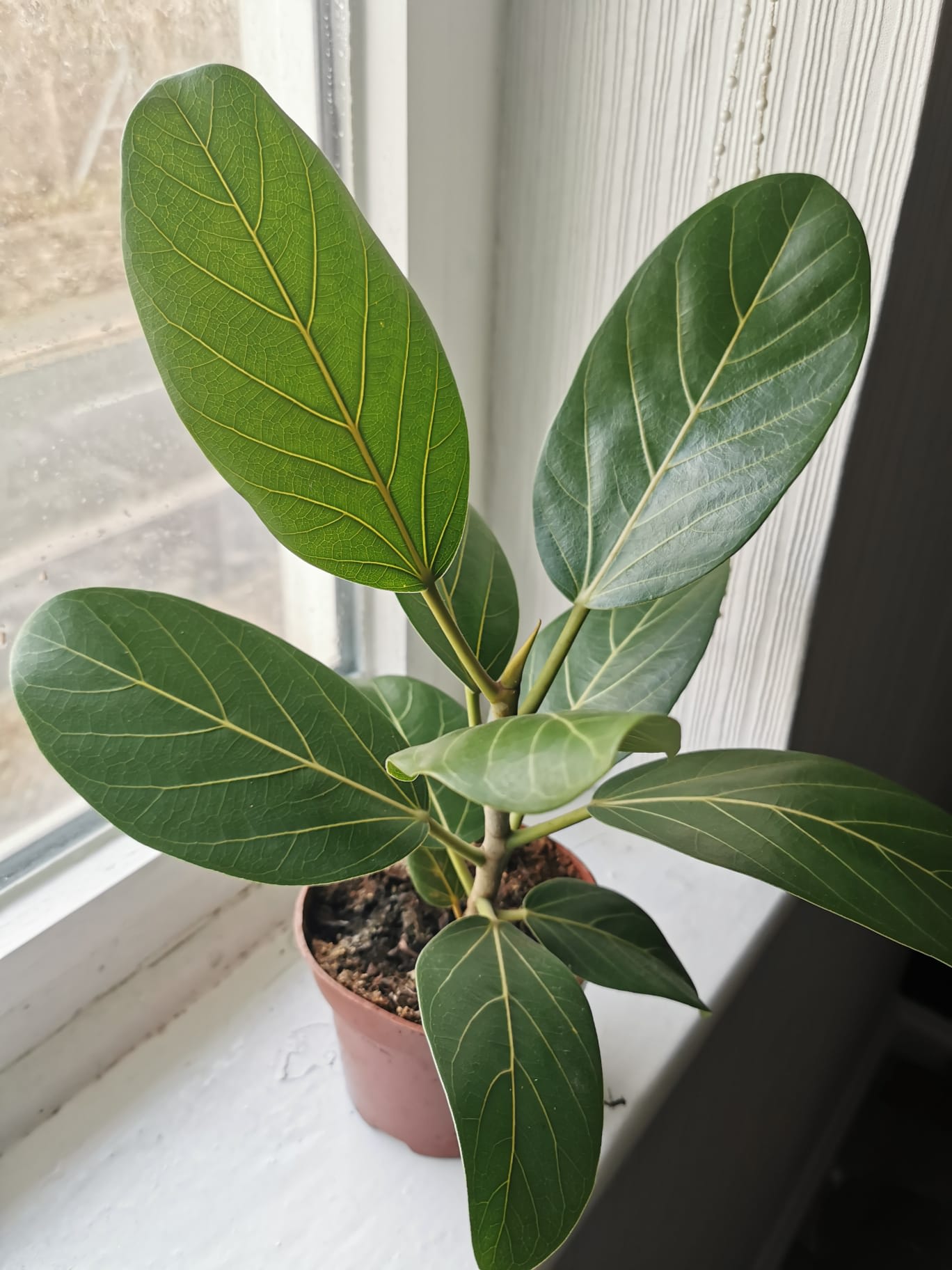 Ficus Bengalensis India's national tree 30-35 cm tall 12cm pot