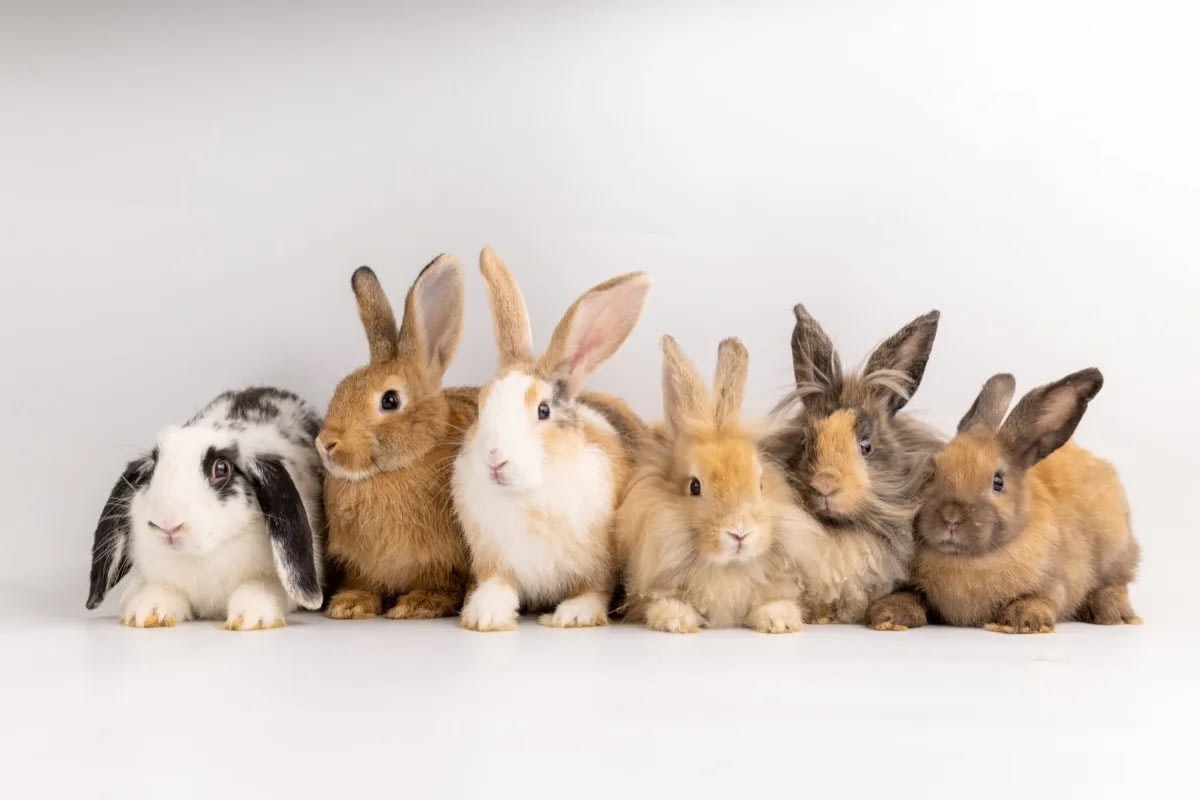 Home Raised Rabbits | Mineral Wells Rabbit Breeder