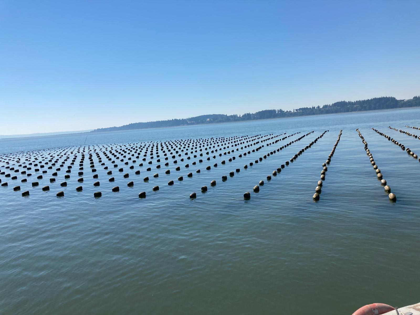 Shellfish Farming in Skagit Bay - Skagit Shellfish | Top Oyster Farms ...