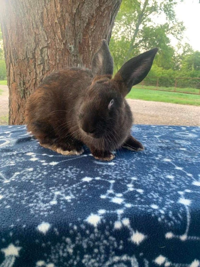 Safe Haven for Bunnies from Any and All Situations - More Info - Home ...