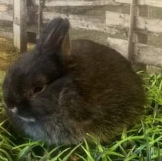 Rabbits For Sale - More Info - Home Raised Rabbits | Mineral Wells ...