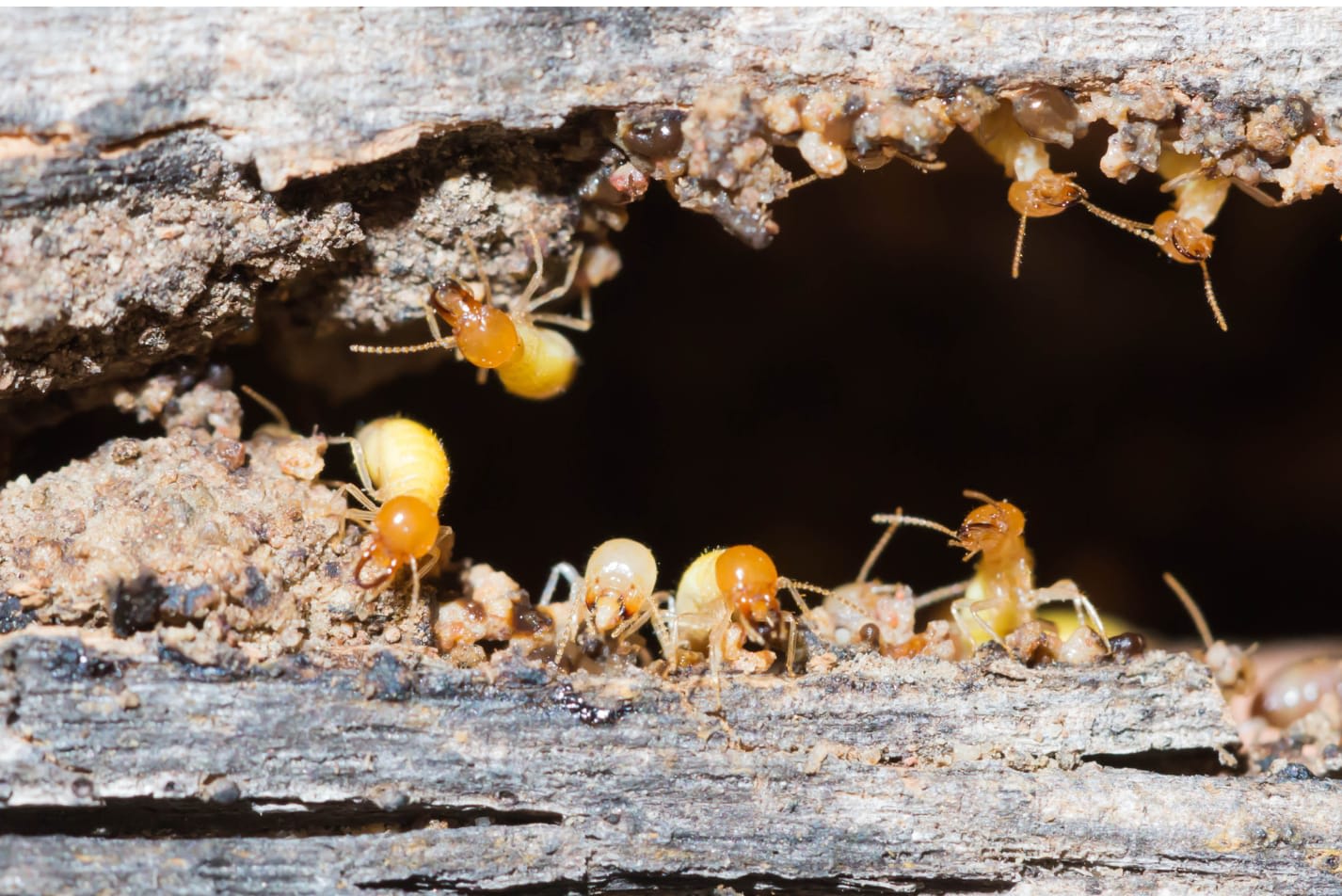 Termite Inspection - Residential Inspection Services - Atlas ...