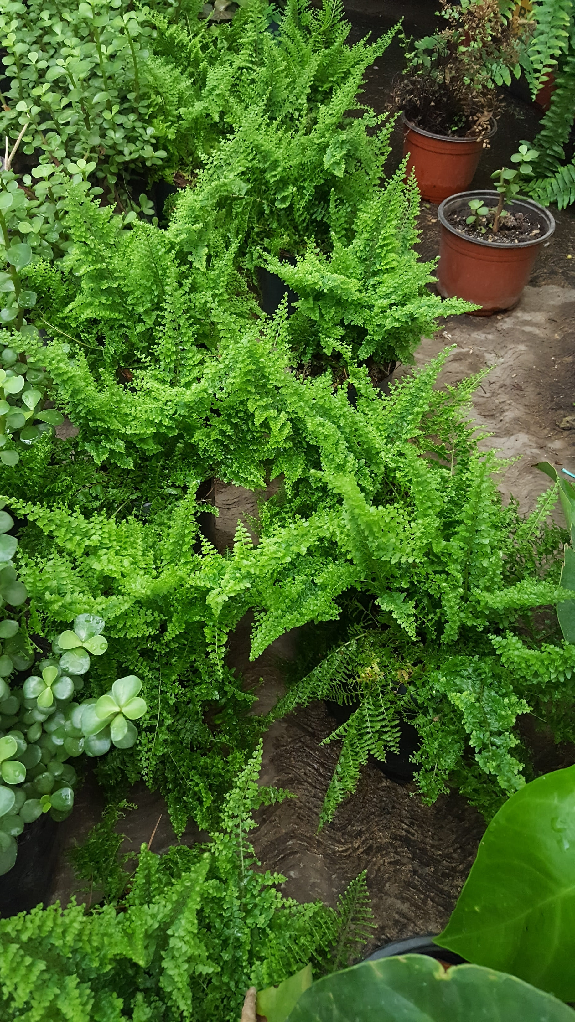 Helecho Aliento de Niño - Helechos - Viveros de Colombia | Jardinero en ...