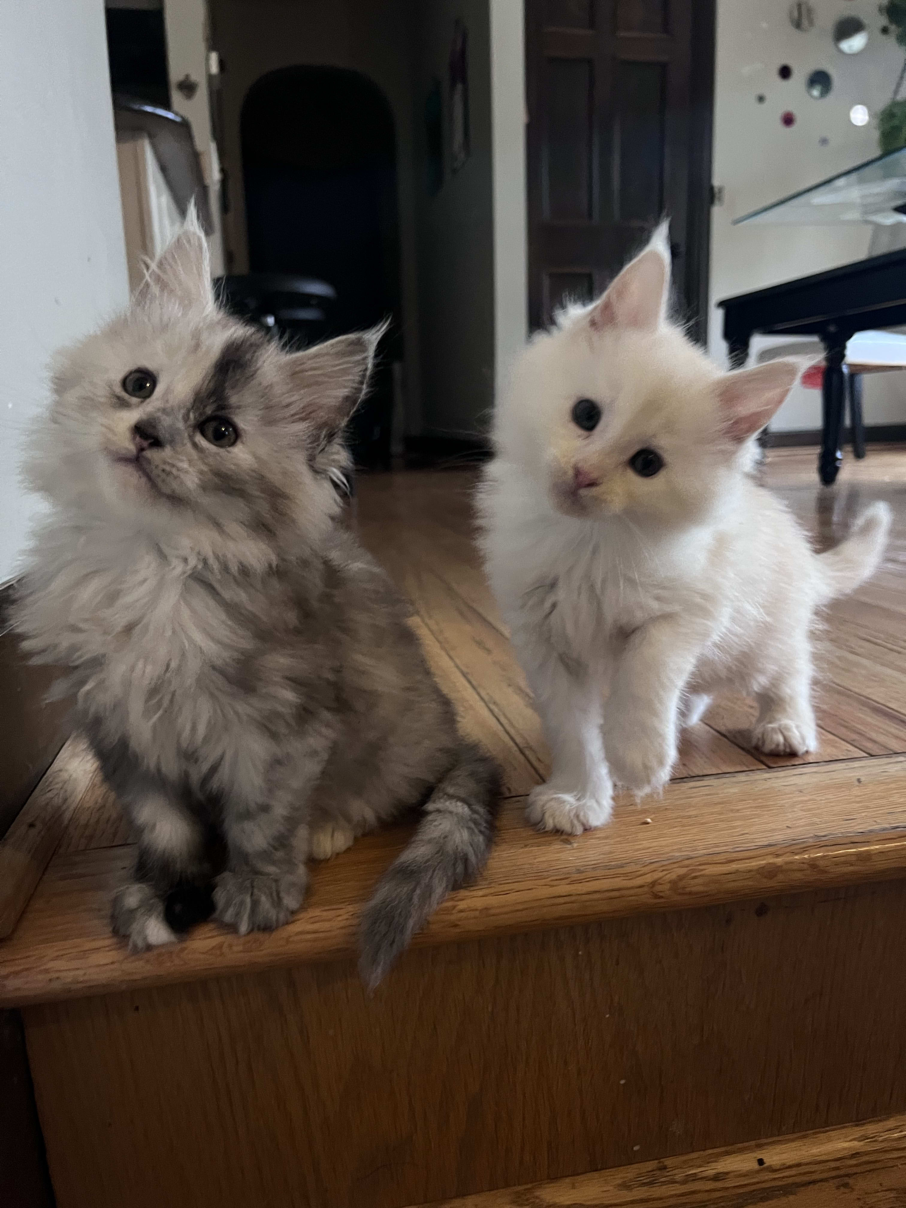 Breeding - Breeding Expertise - Majestic Maine Coons | Cat Breeder in ...