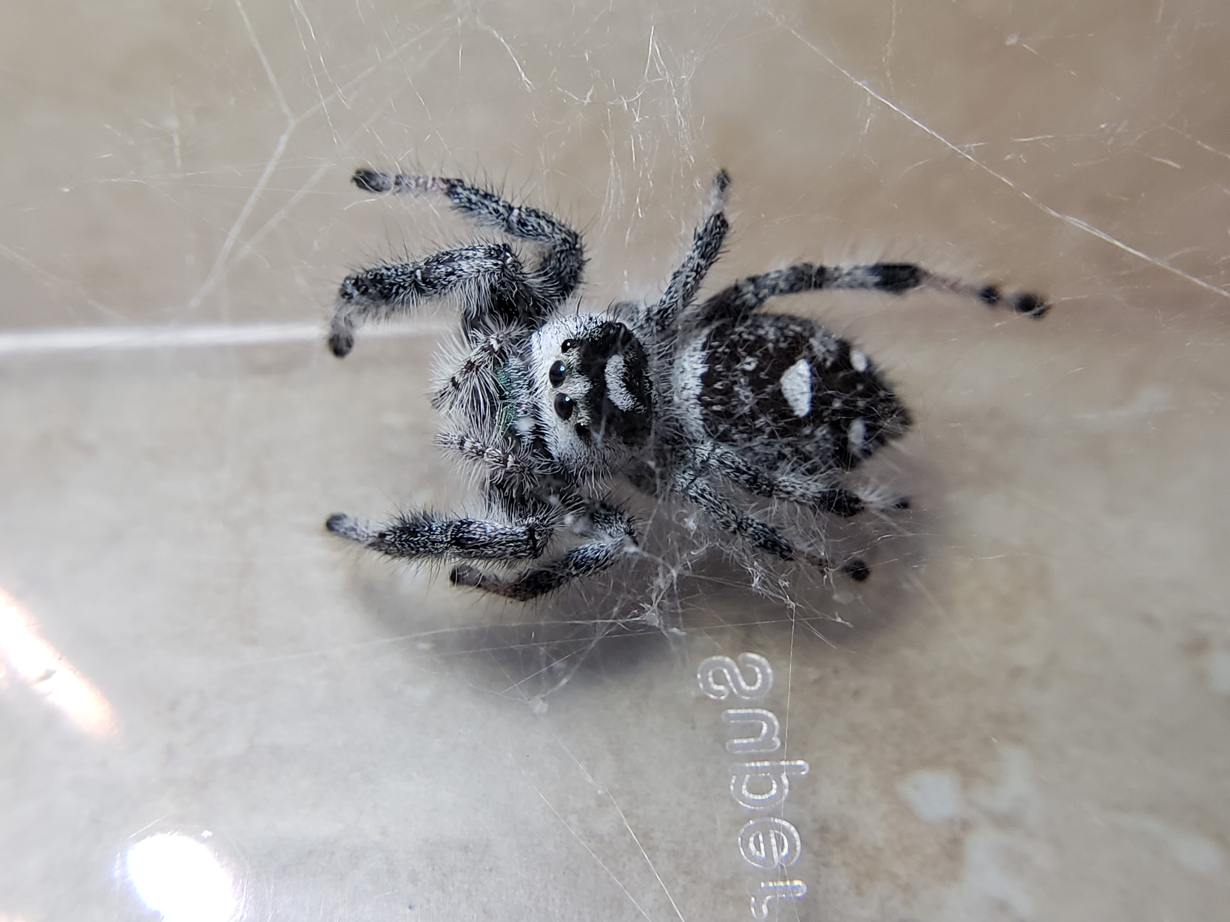 Spider With White Spot On Back | lupon.gov.ph