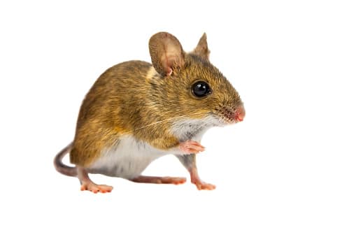 Rat and Mice Service - Pests - StrongArm Pest Control Inc ...