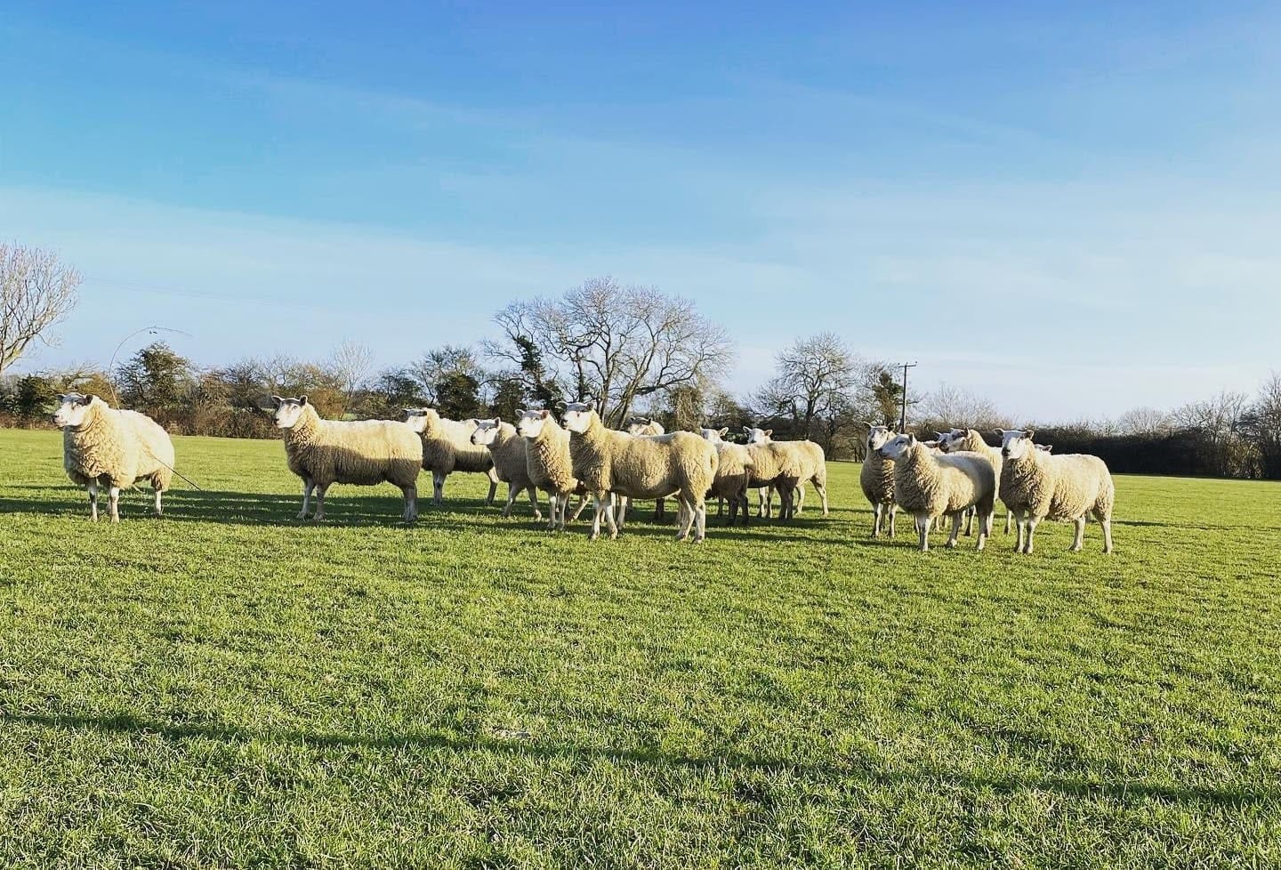 Hoys Farm Produce Pods | Meat Products & Vending Machine in Saffron Walden