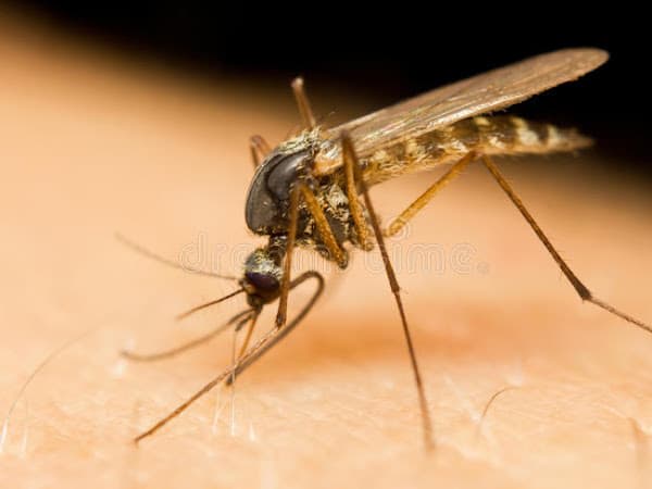 Professional Mosquito Service - Pests - StrongArm Pest Control Inc ...