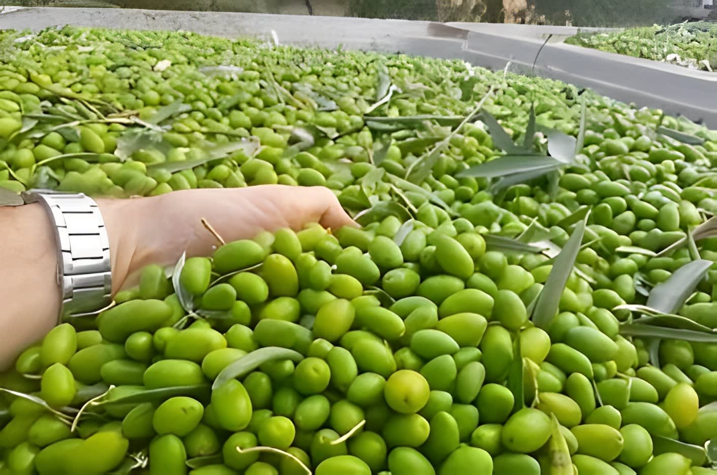 Carthago Oil - Extra Virgin Olive Oil Store | Largo