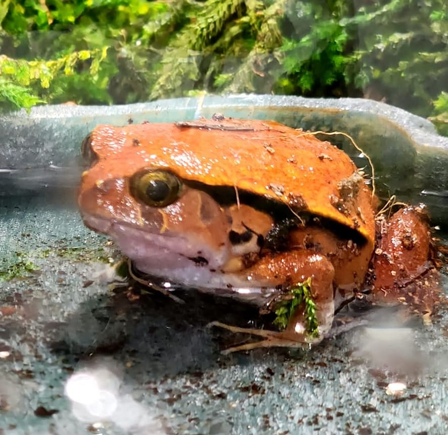 Tomato Frog