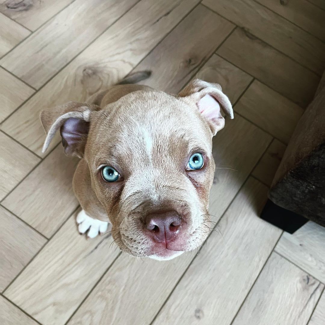 Blue Nose Pitbull Tumblr