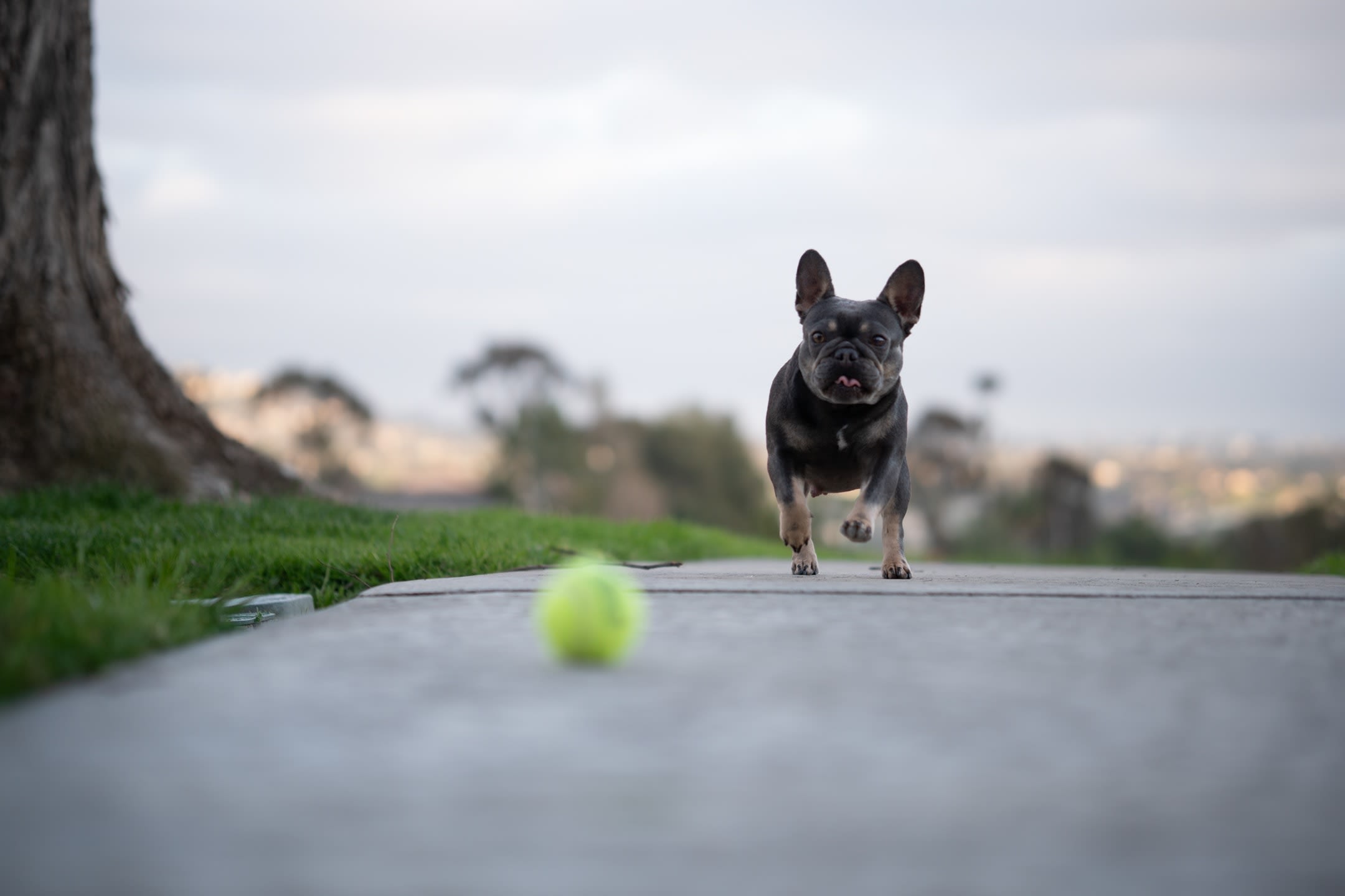 Americas Finest Frenchies | Breeders and Pet Services | San Diego