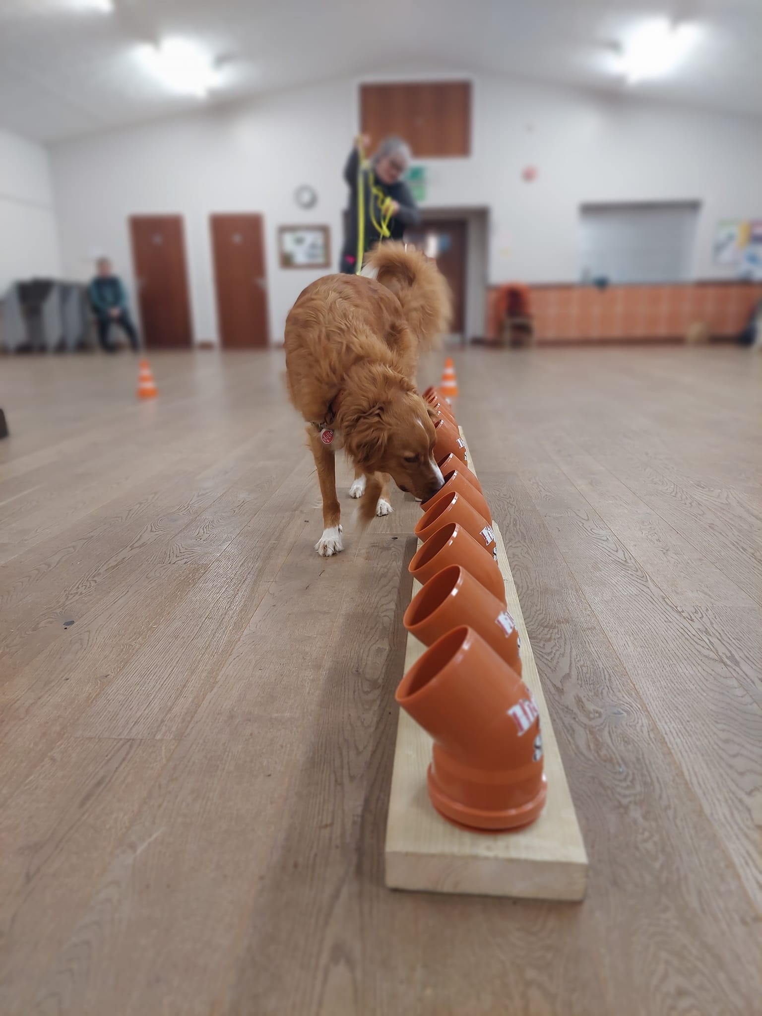 Uk Sniffer Dogs Beginner Scentwork Course Scentwork Hide And Go