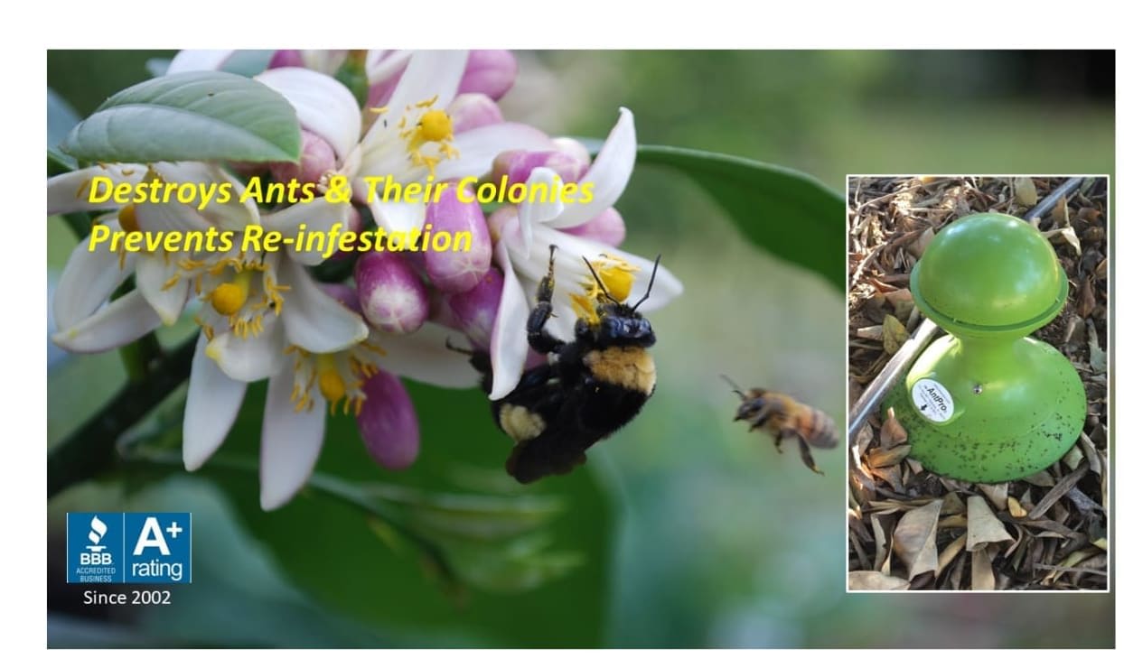 KM AntPro® | Nokomis Pest Control