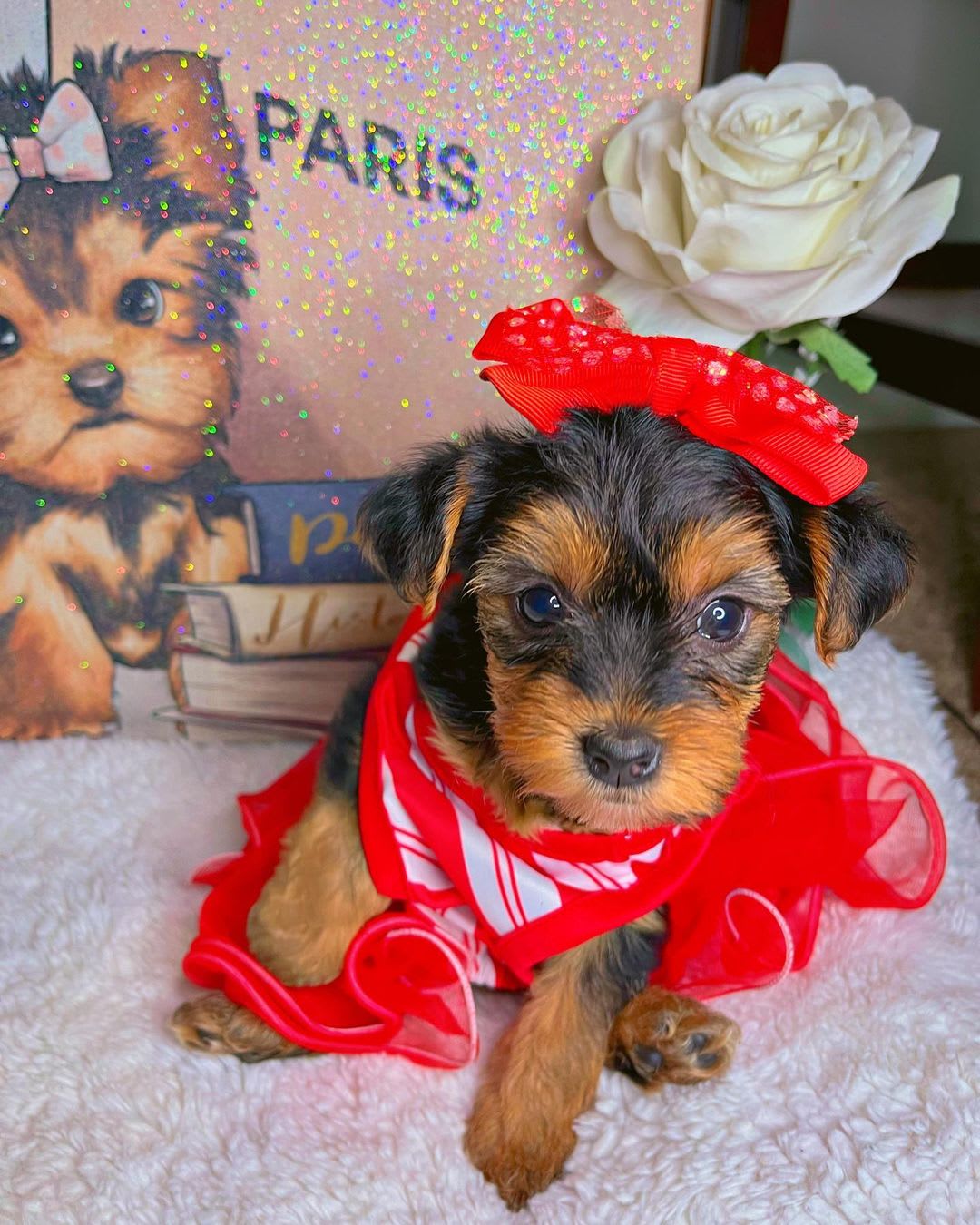 Yummy Yorkies | Yorkshire Breeders in Cypress
