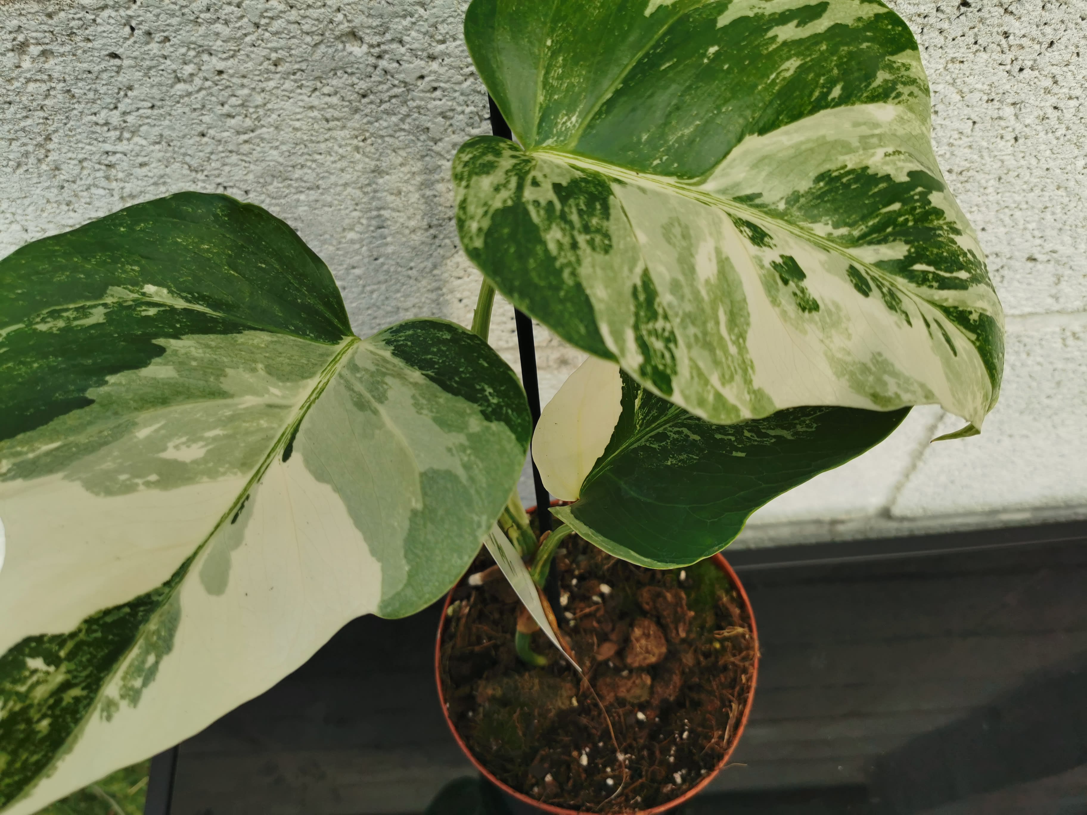 Variegated Monstera Deliciosa - Rarer plants - S R Plants | Bristol ...