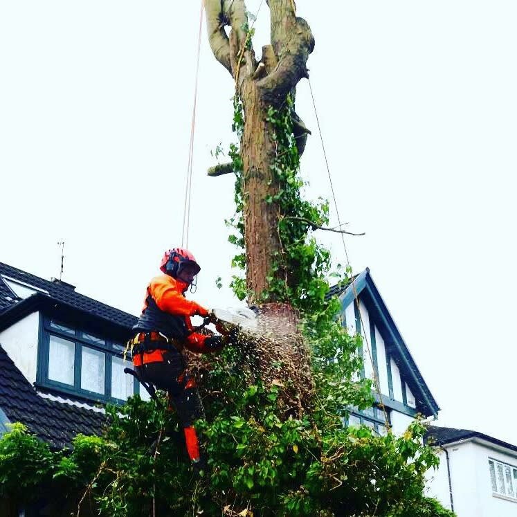 Fully Trained Tree Surgeons in Cardiff - Cardiff Tree Surgery | Tree ...