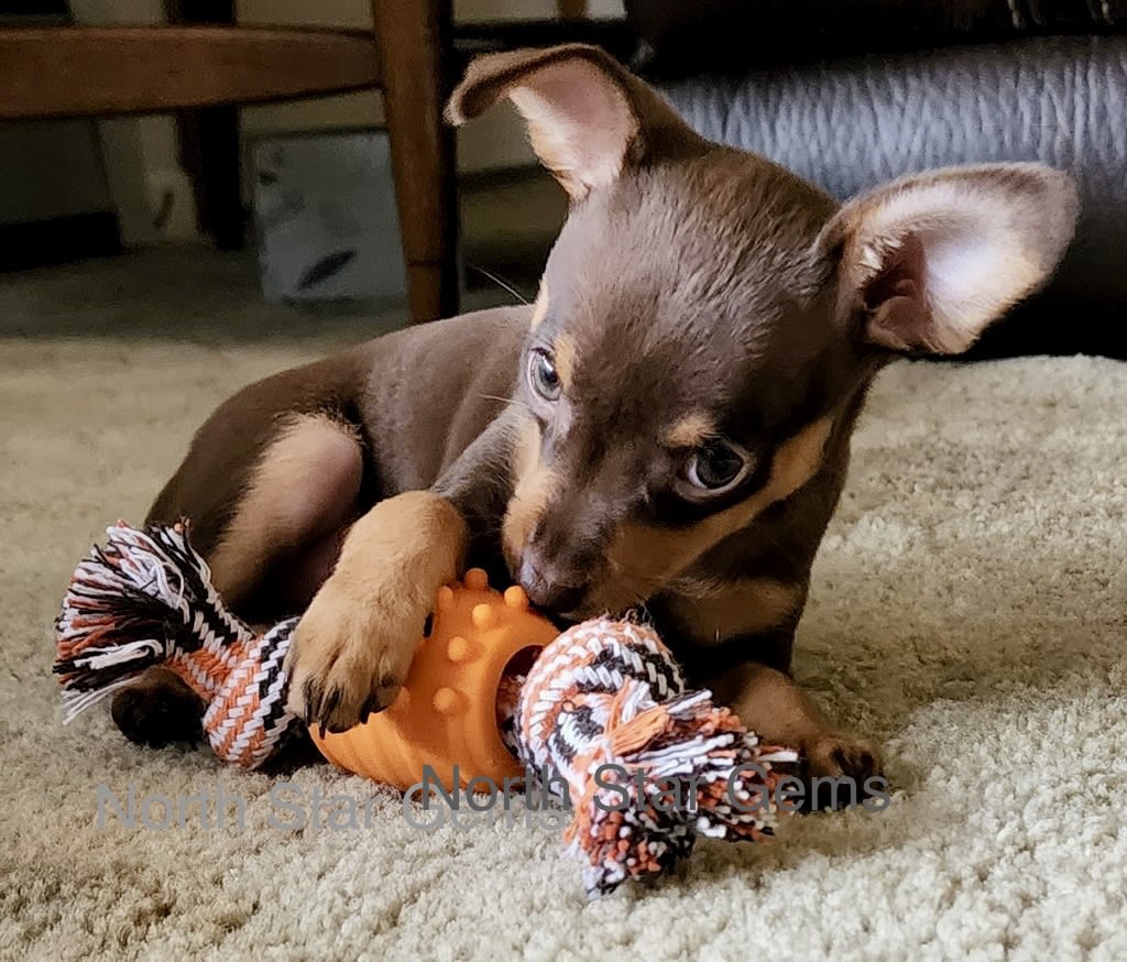 Our Philosophy - North Star Gems "Prague Ratters" | Seward Pet Breeder