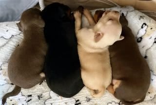 What Is A Prague Ratter? - North Star Gems "Prague Ratters" | Seward ...