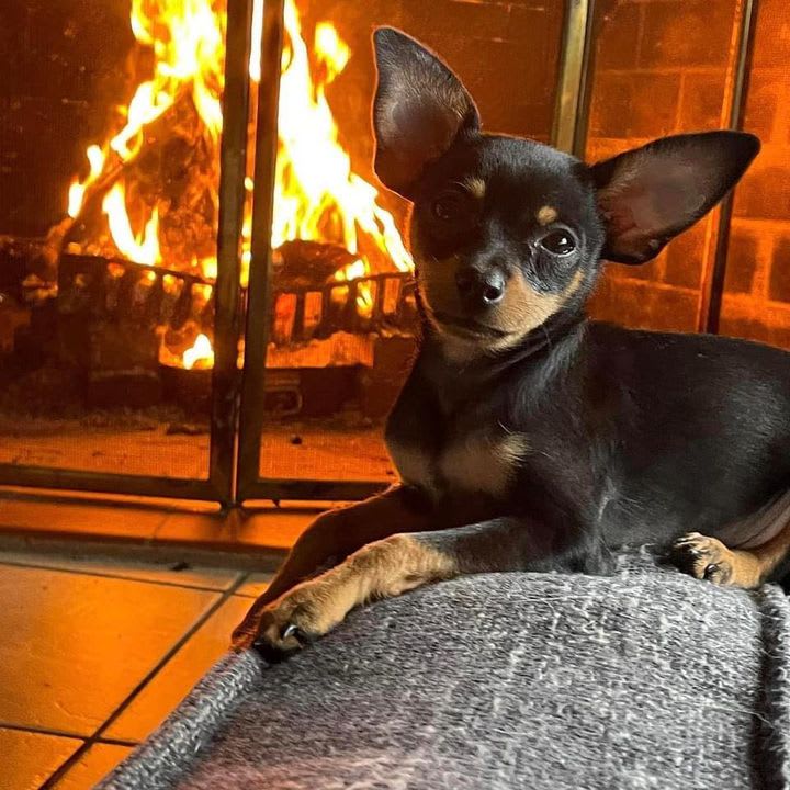 North Star Gems "Prague Ratters" | Seward Pet Breeder