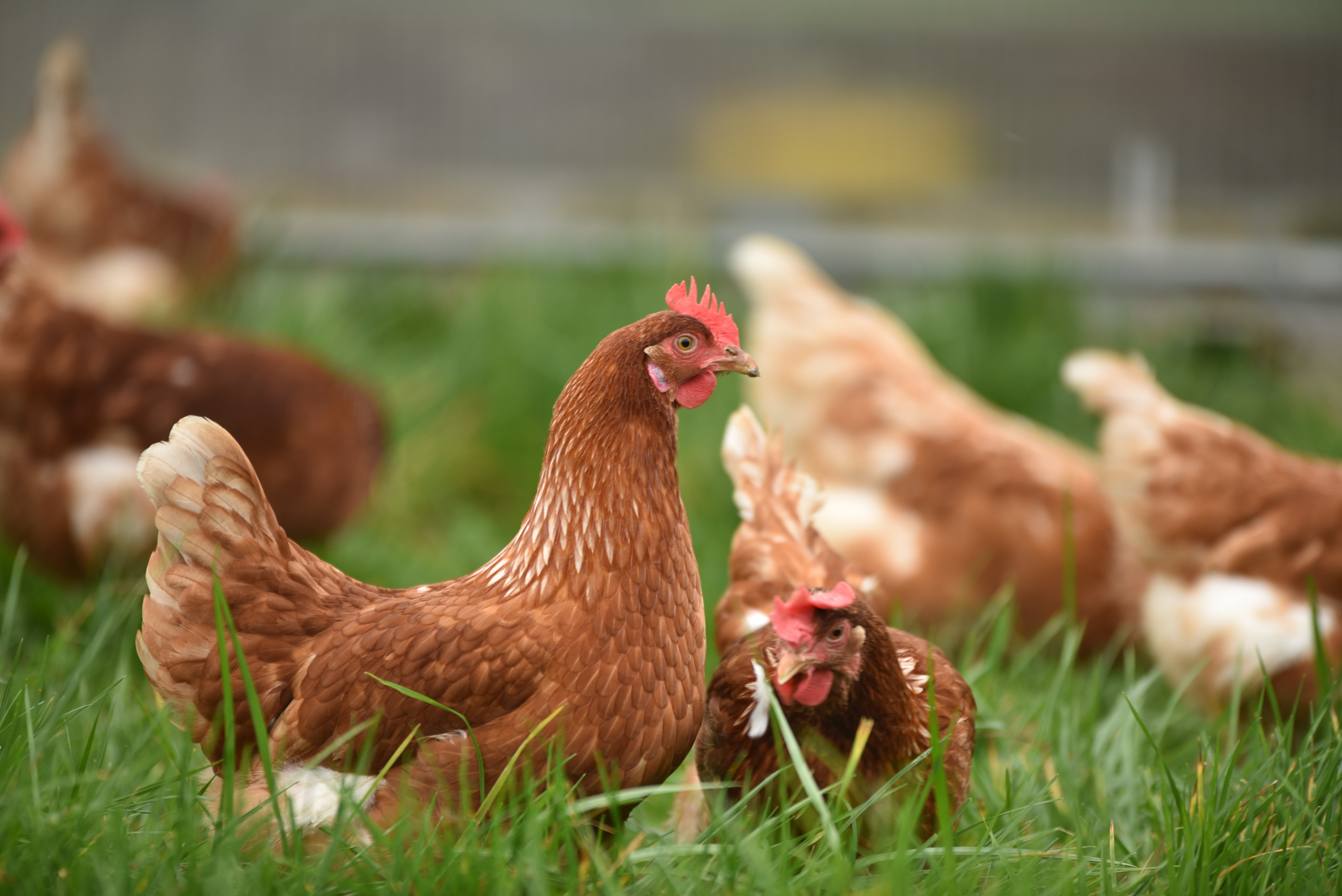 Cluck Corn LLC | Poultry Treat Manufacturer | Noank