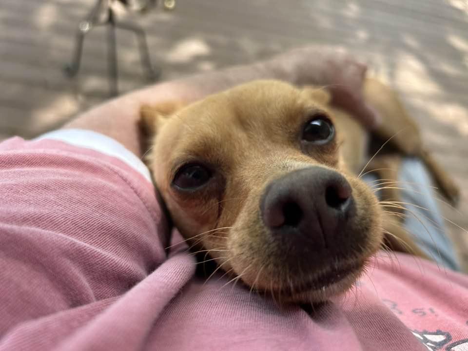 Wagon Tailz Animal Rescue | Animal Rescue Non-Profit Organization ...