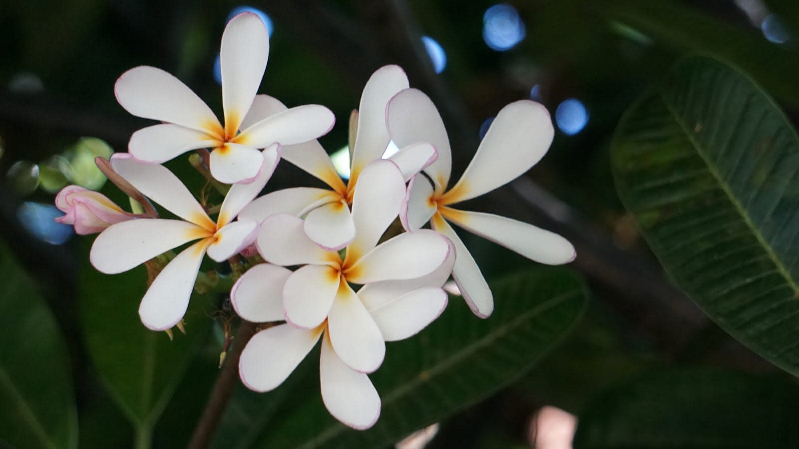 My Aloha Pearl | Top Personalized Jewelry Store in Norco