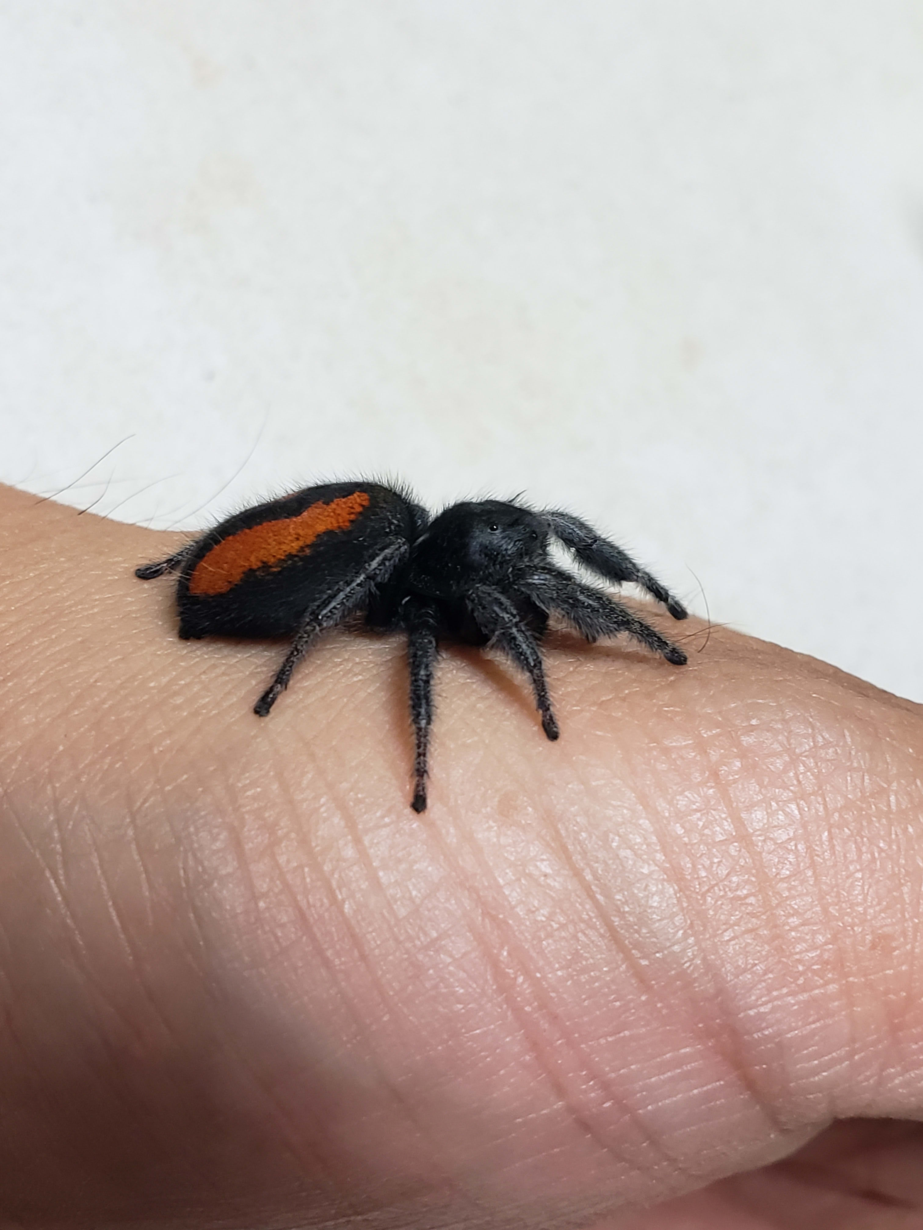 Red Back Jumping Spider