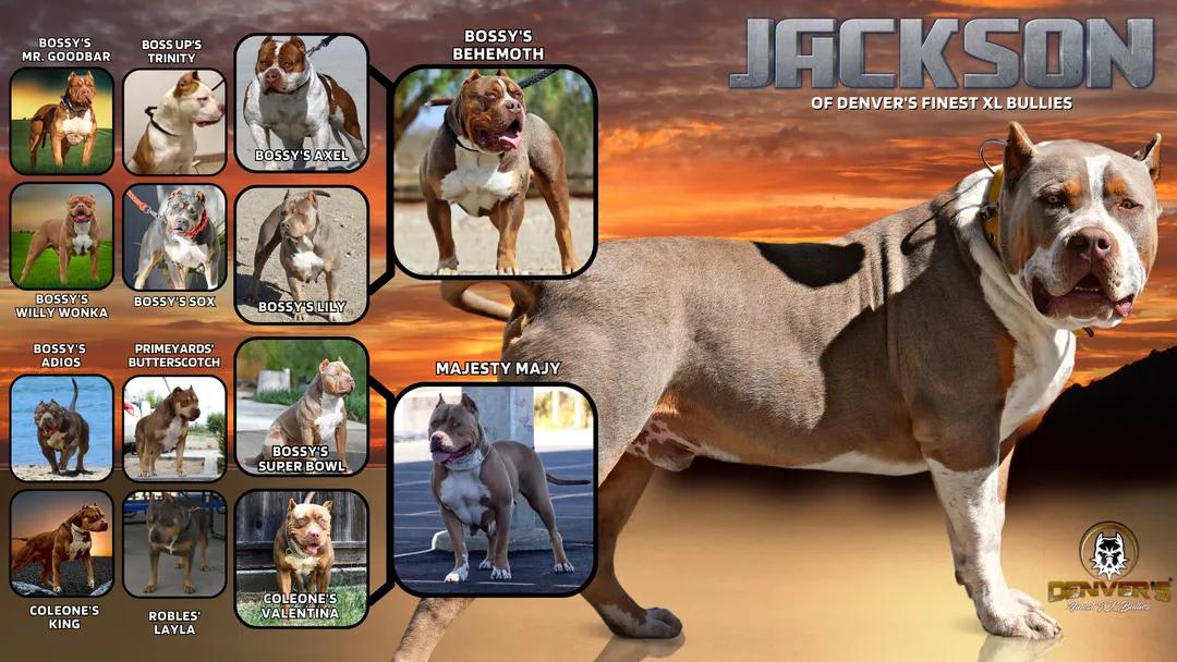 JACKSON - DENVER'S FINEST BULLIES: MALES - Denver's Finest Bullies | XL ...