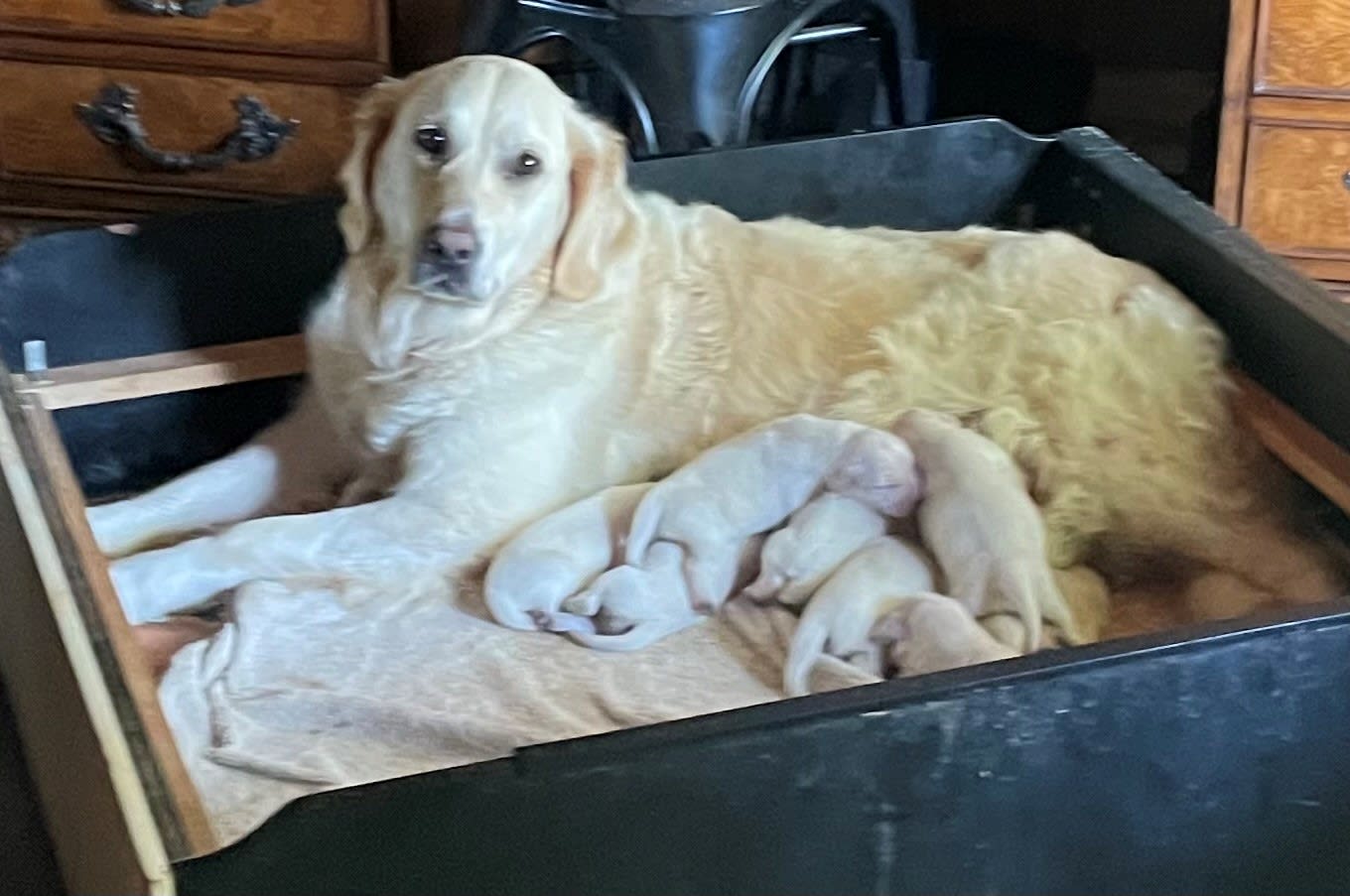 4C's Farm | Golden Retriever & Basset Hound Breeder in Gillsville