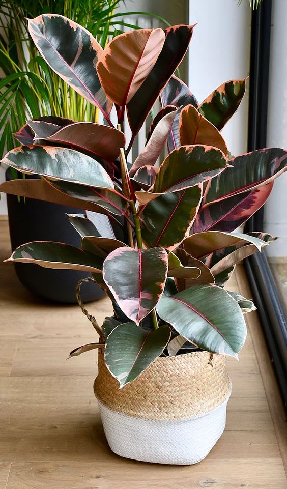 Caucho /Ficus Elástica Variegada - Plantas para interior - Viveros de ...