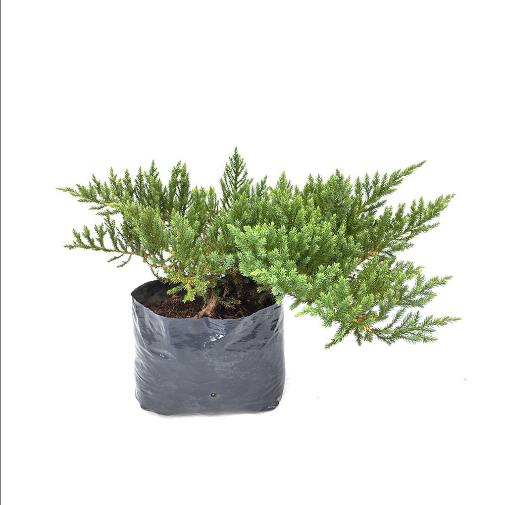 Pino Rastrero - Pinos - Viveros de Colombia | Jardinero en Bogotá