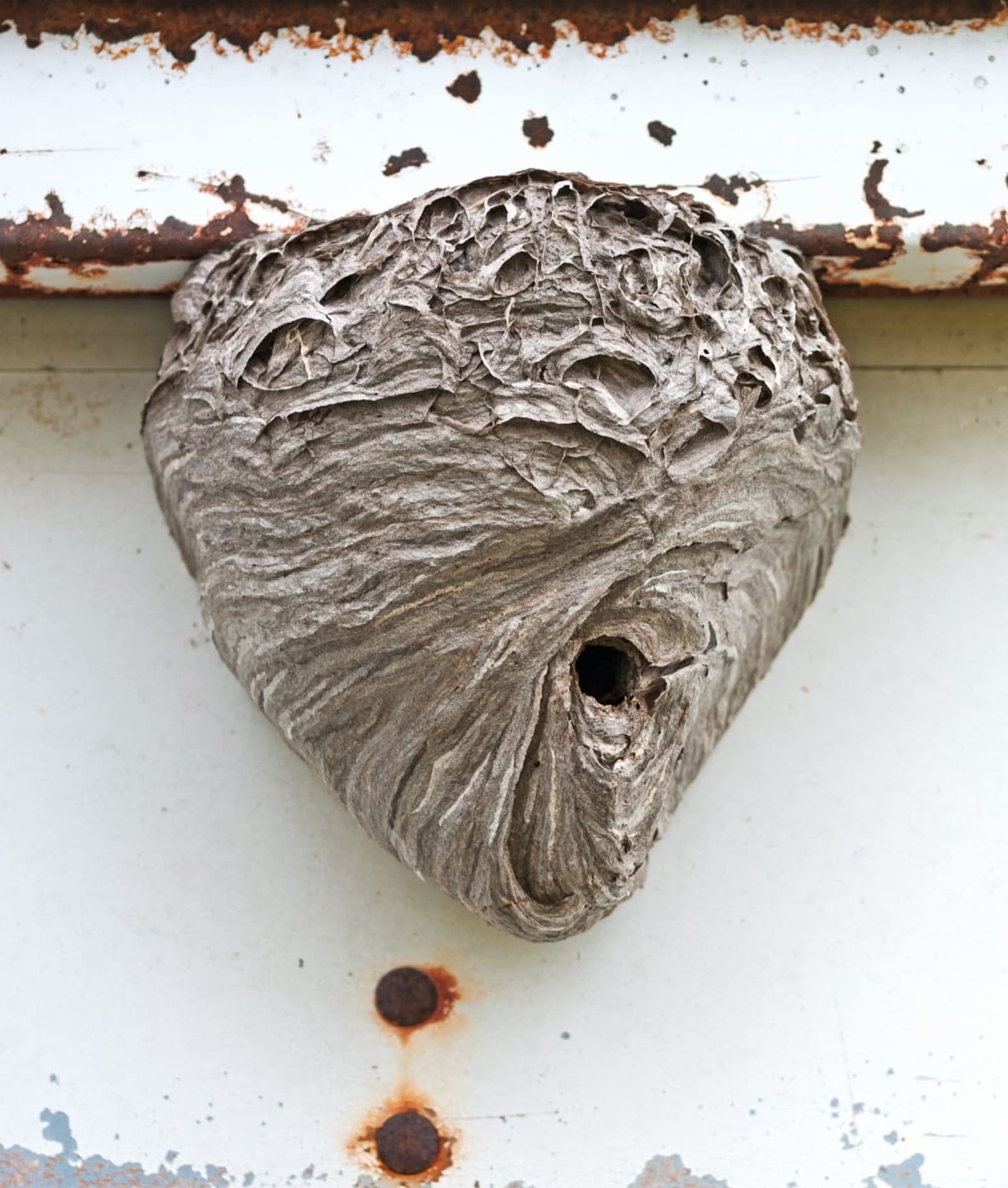 Wasps and Hornets - Pest Solutions - Seattle Rodent Guy | Pest Control ...