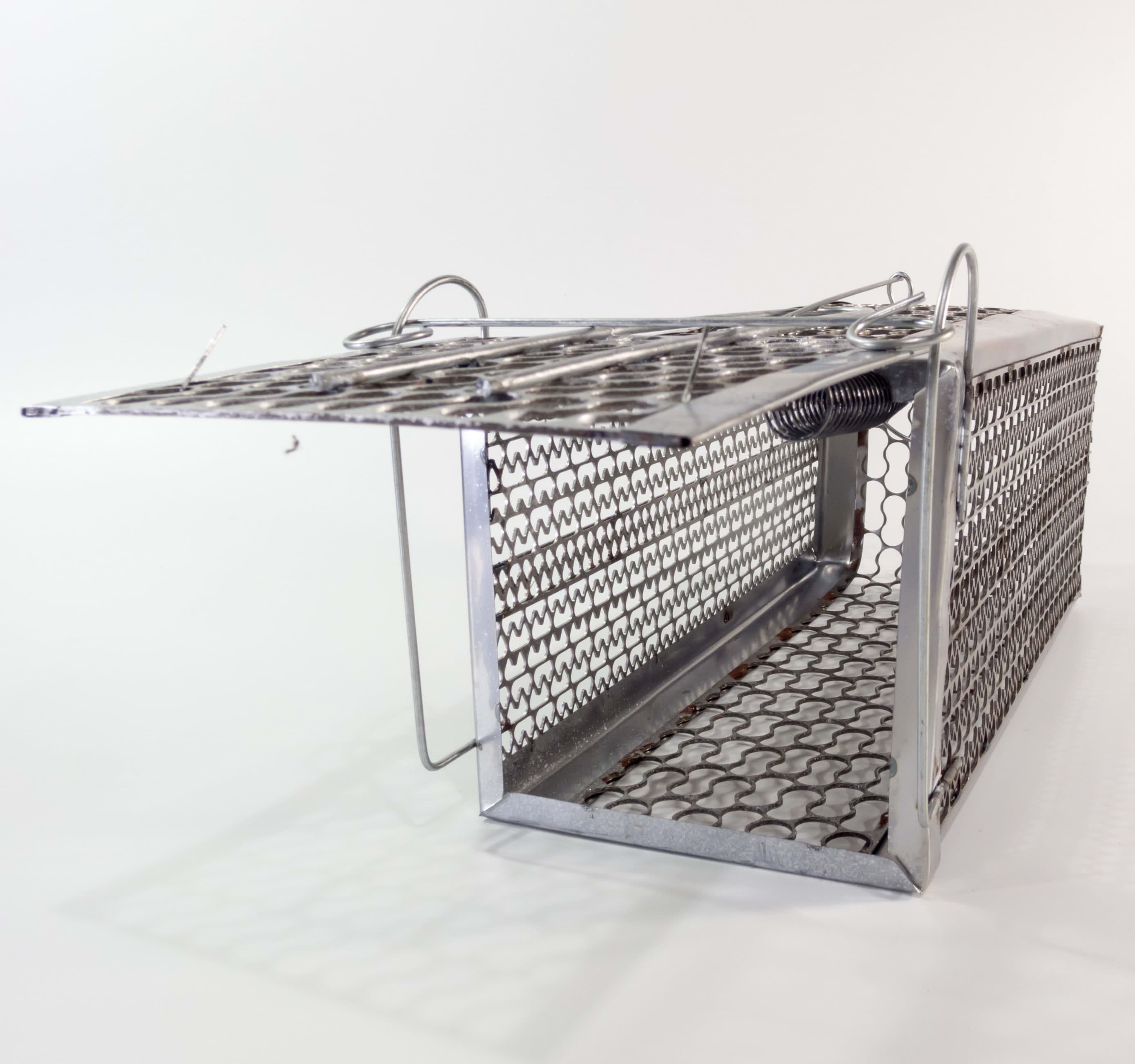 Rodent Exclusion - Pest Solutions - Seattle Rodent Guy | Pest Control ...