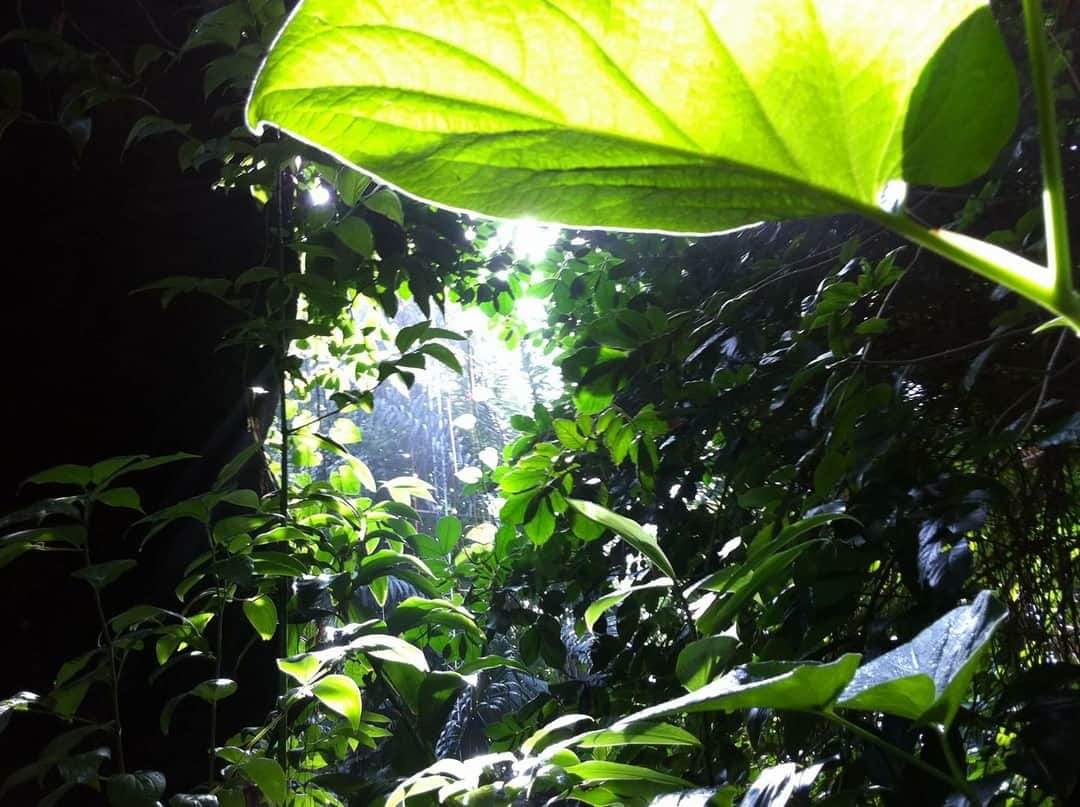 Abosi Botanical Source - Herbalist