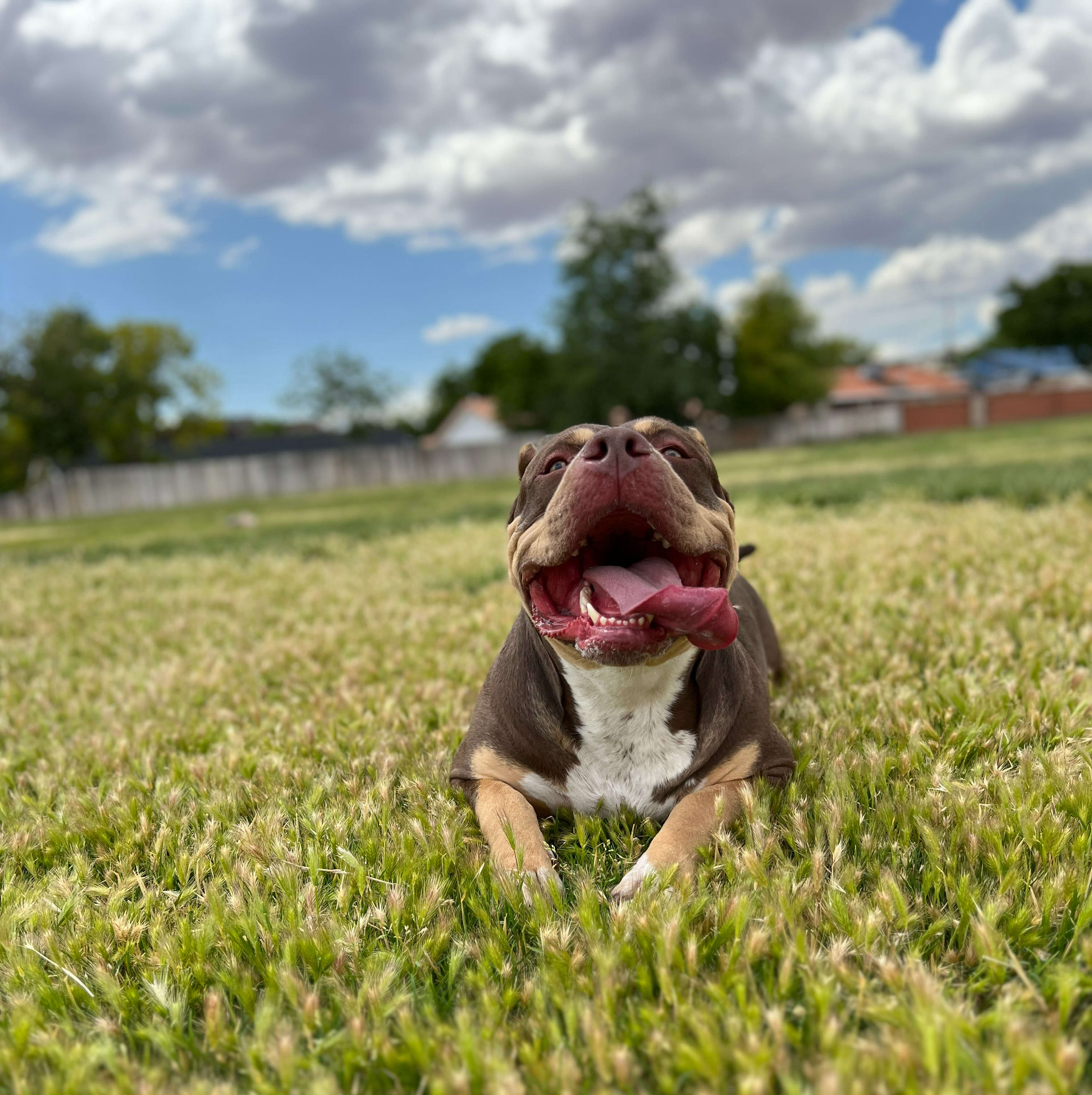 The Bully Tri Reserve | XL Pitbulls Breeding & Training | St George