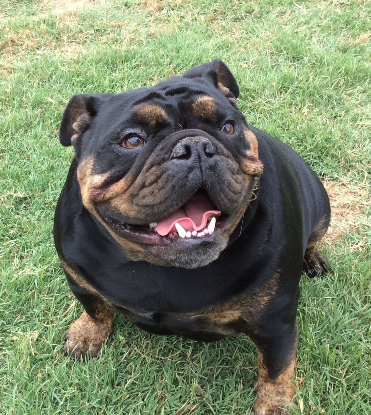 Critter Corral LLC | Dogs and Cats Care Services | Newbern