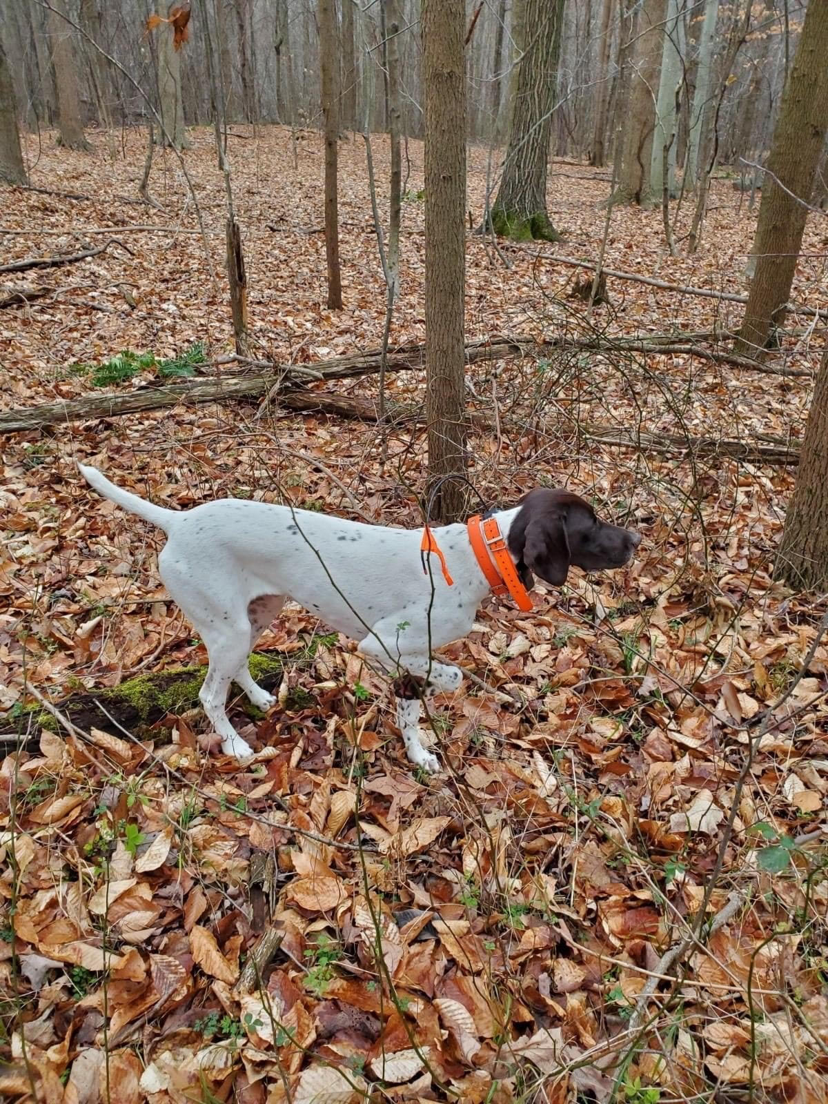 HUNTING 101 - Boarding, Daycare, and Training - Hidden Hill Boarding ...