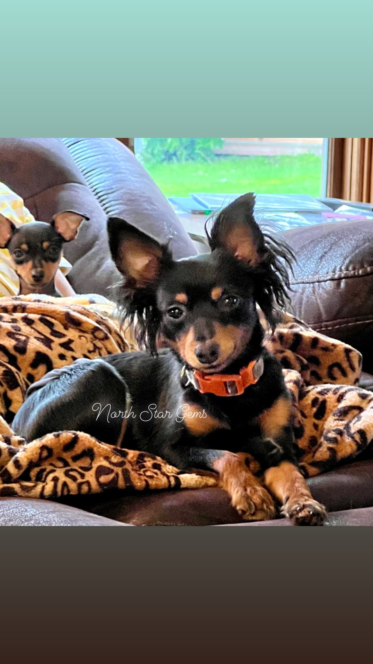 North Star Gems "Prague Ratters" | Seward Pet Breeder