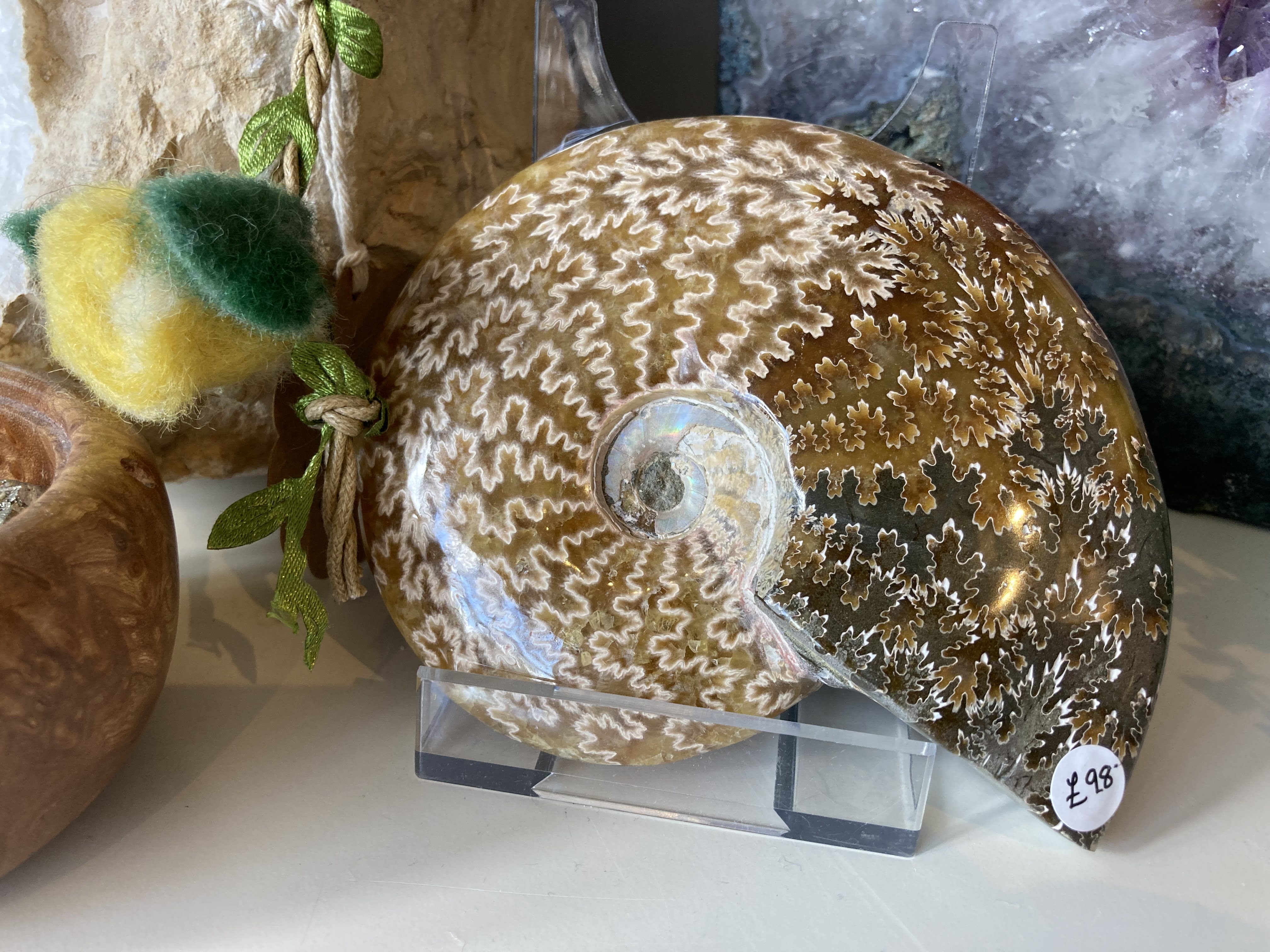 Whole Ammonite, highly detailed Piece - Fossils & Shells - Crystal ...
